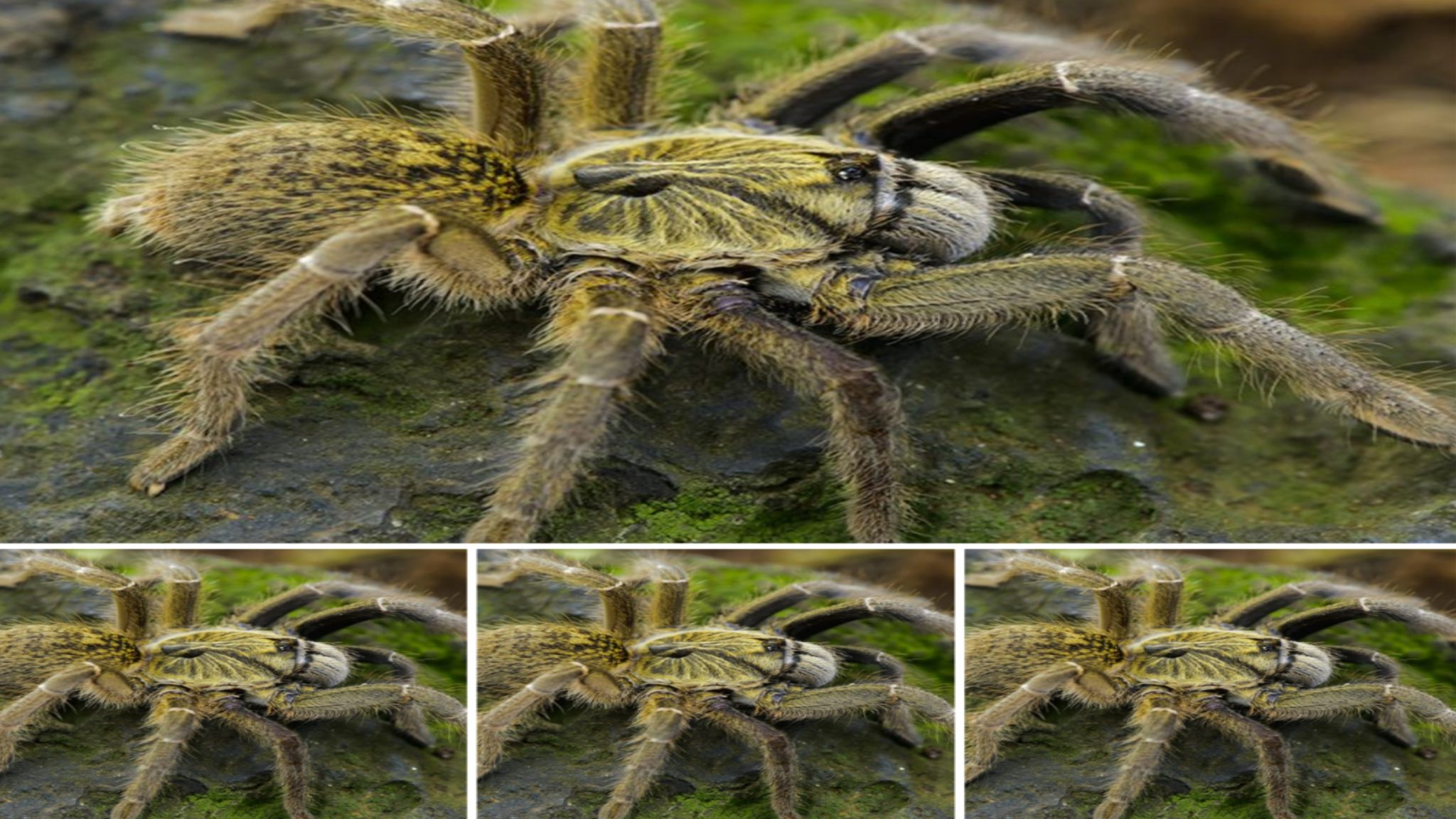 Biggest Spiders in South Africa: Must-Know Facts for Pros ...